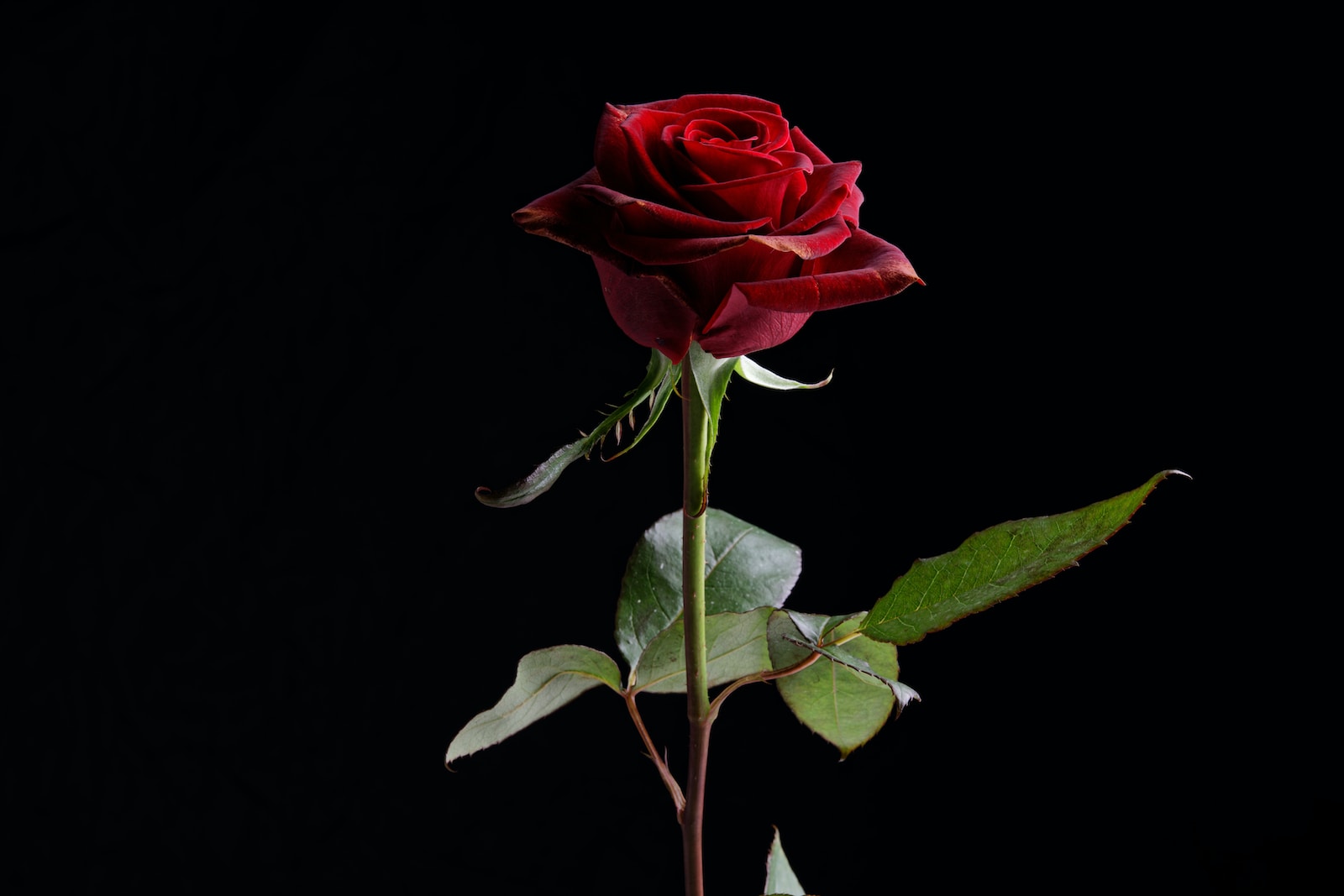 In the Footsteps of Sayeda Fatima: Lessons in Resilience and Devotion ...